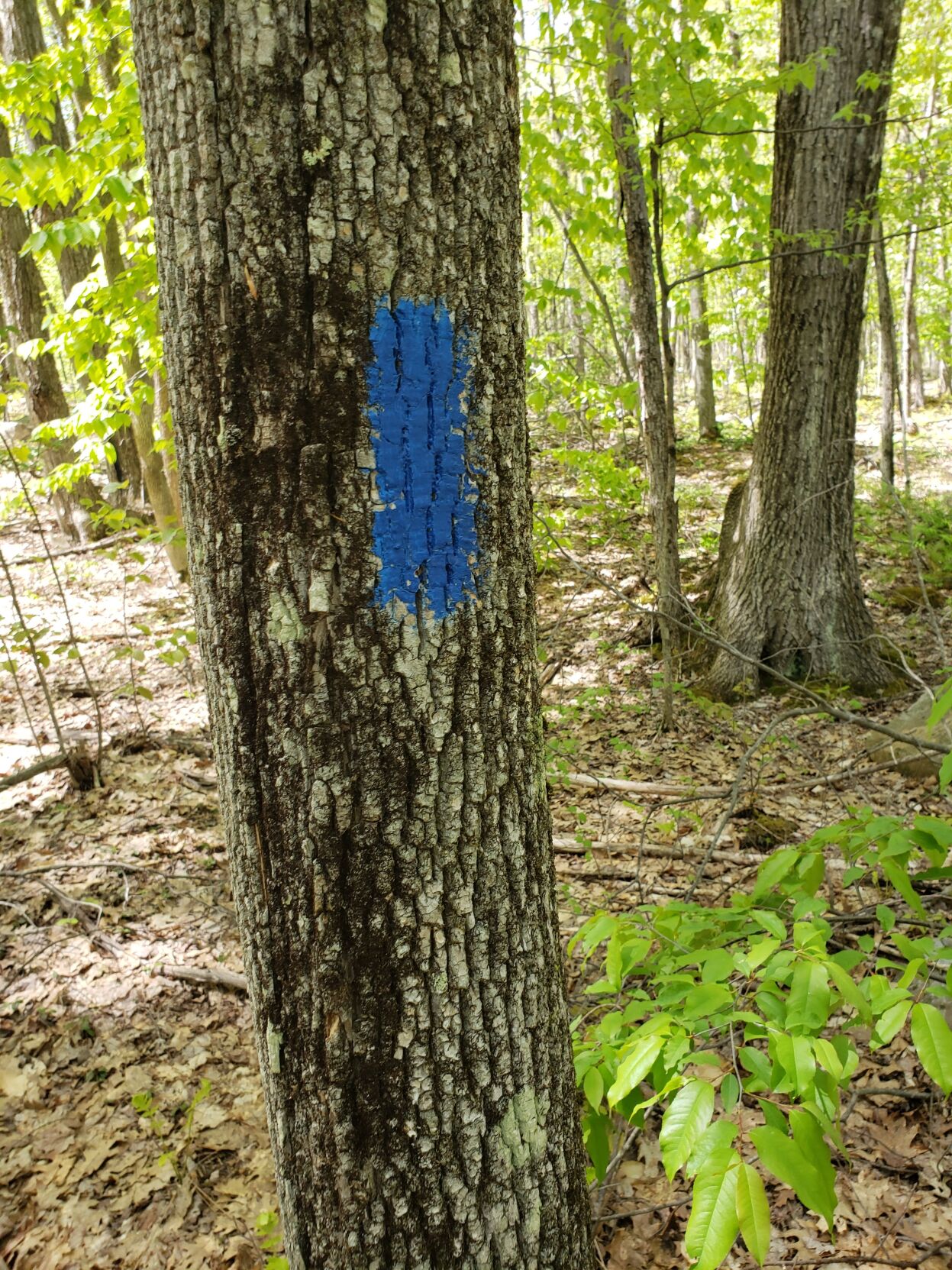 Taking a hike in the Berkshires? Here's what you need to know so you ...