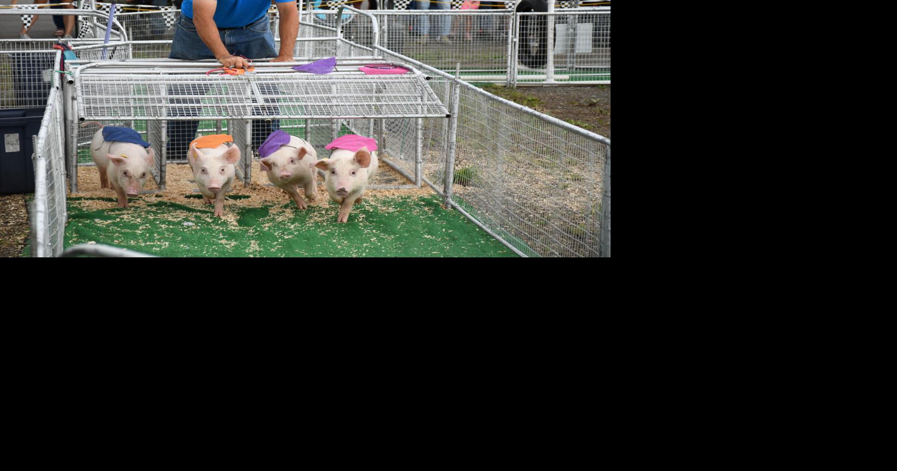 Four pigs are let out of the gate | | berkshiresweek.com