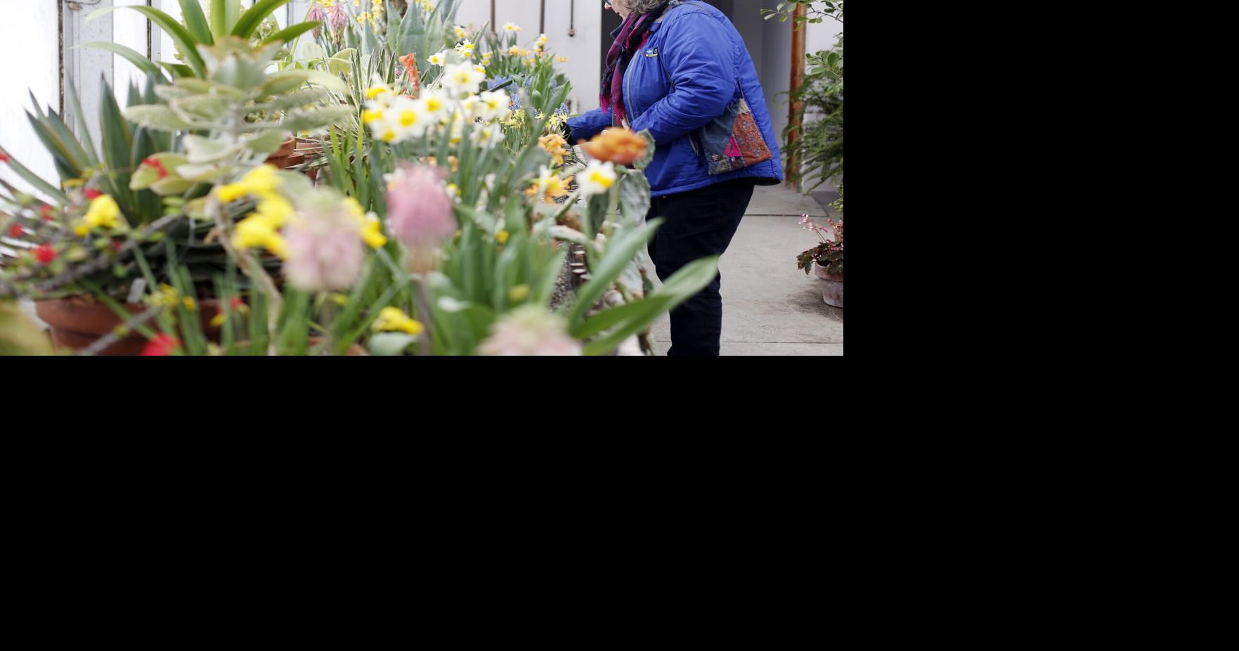 Where can you see thousands of spring bulbs in bloom in the Berkshires ...