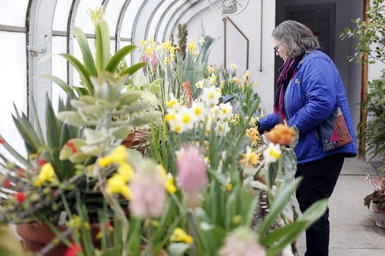 Where can you see thousands of spring bulbs in bloom in the Berkshires ...