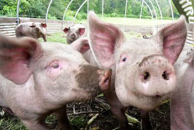 View of the Week: Berkshire Livestock | Outdoors + Recreation ...