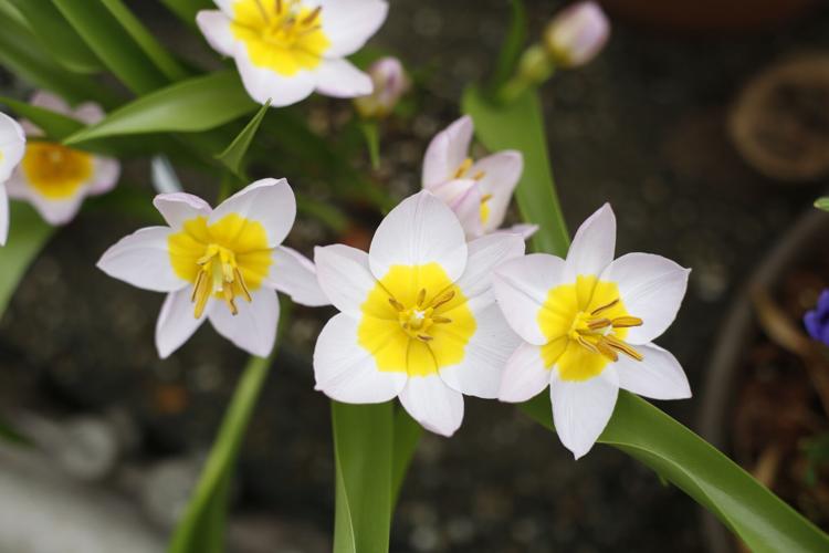 Where can you see thousands of spring bulbs in bloom in the Berkshires ...