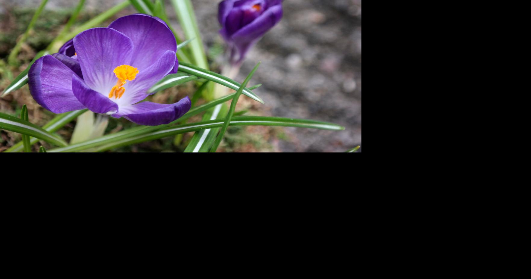 5 ways to spend the first week of spring in the Berkshires | Features ...