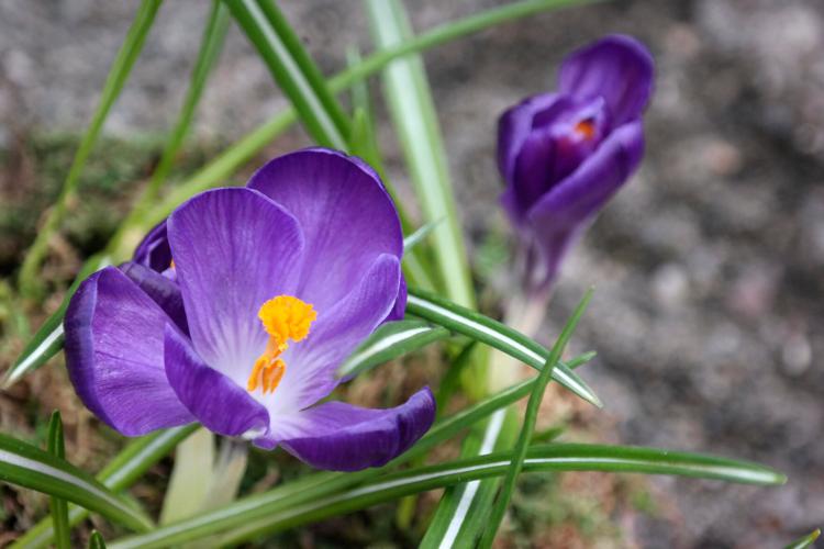 5 ways to spend the first week of spring in the Berkshires | Features ...