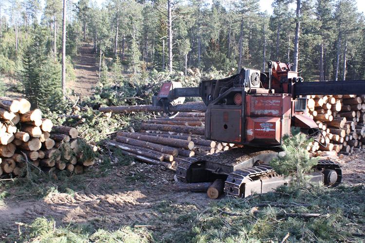 To tree, or not to tree | Local News | bhpioneer.com