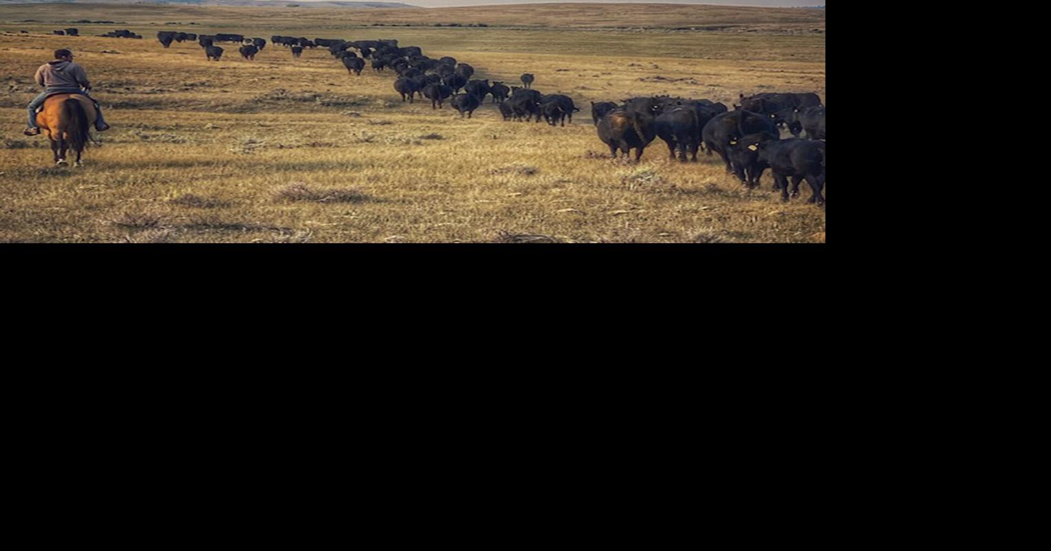 Ranching a big business but also a family tradition | Local News ...