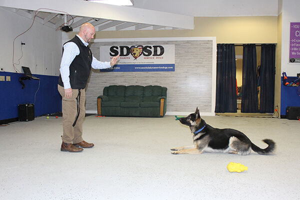 SD Service Dogs: Saving veterans and dogs | Local News | bhpioneer.com