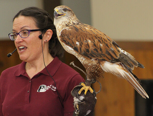 All about raptors | Local News | bhpioneer.com