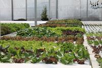 The Fish Factor | Local News | bhpioneer.com