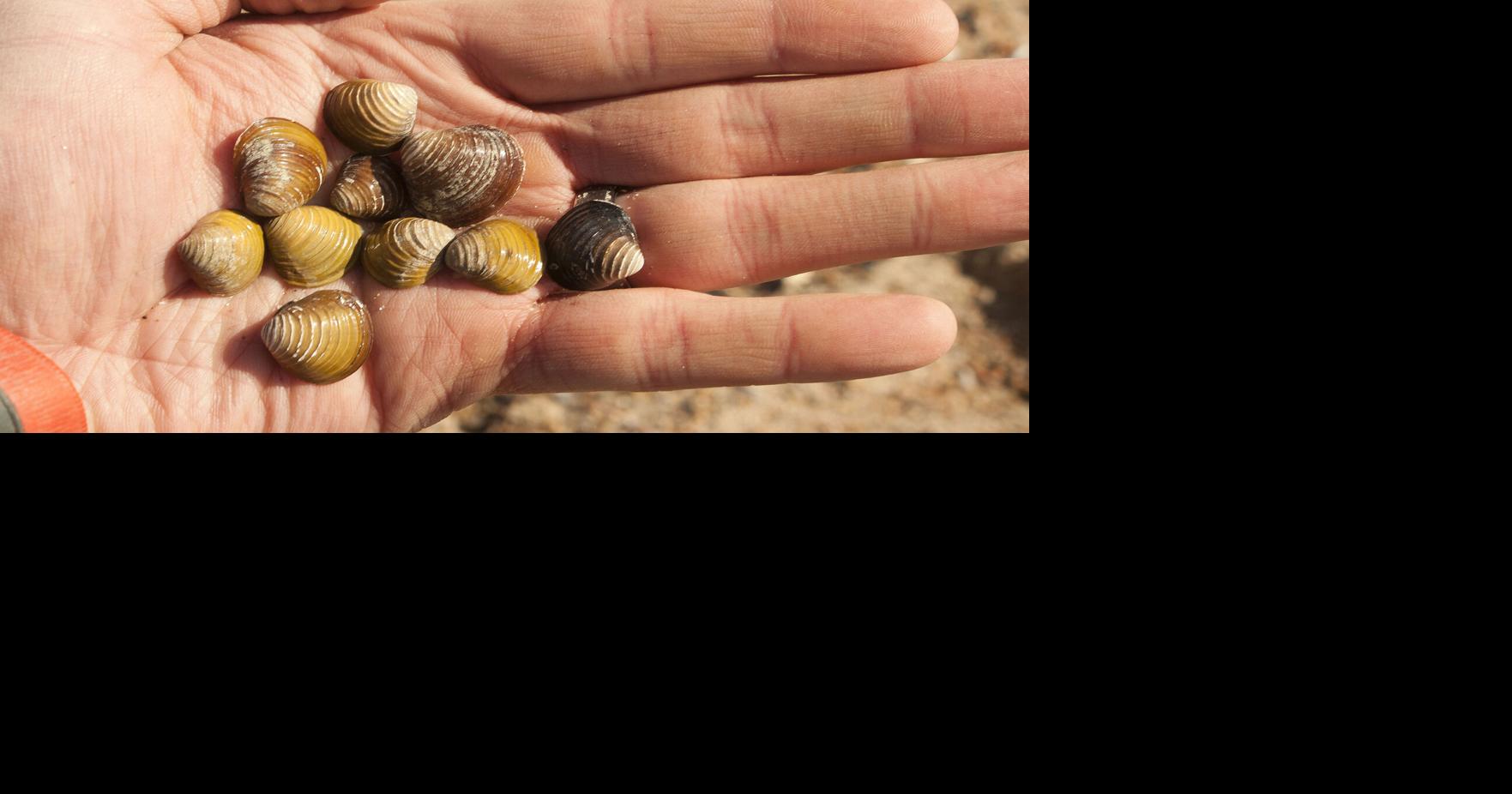 GF&P reports 5 new AIS infested lakes | Local News | bhpioneer.com