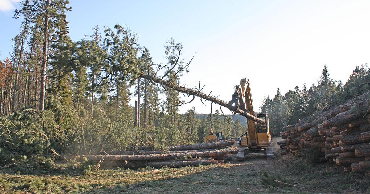 Proposed timber sale reductions in forest could decimate timber ...