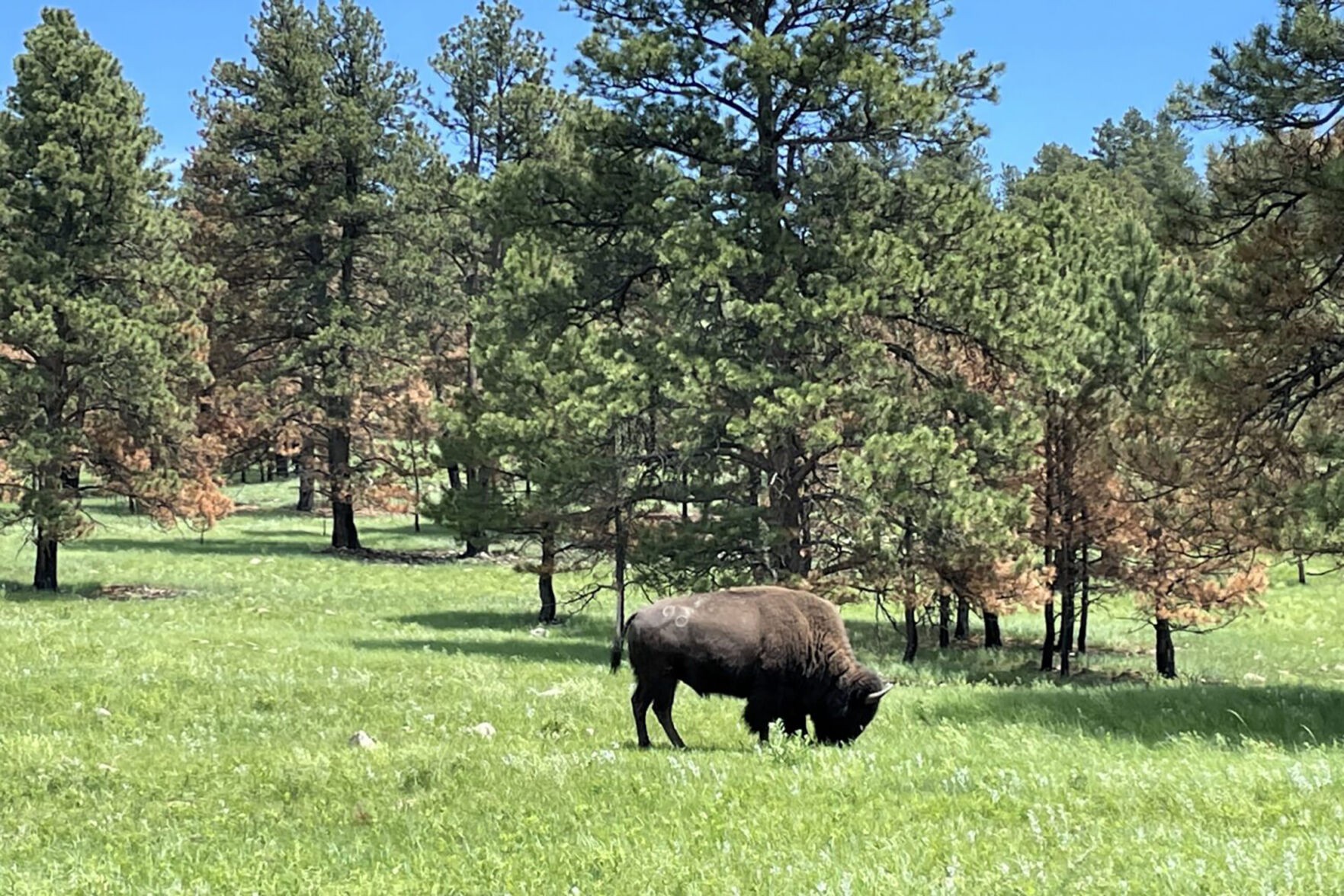 Woman killed by bison in Custer State Park, weeks after another visitor ...