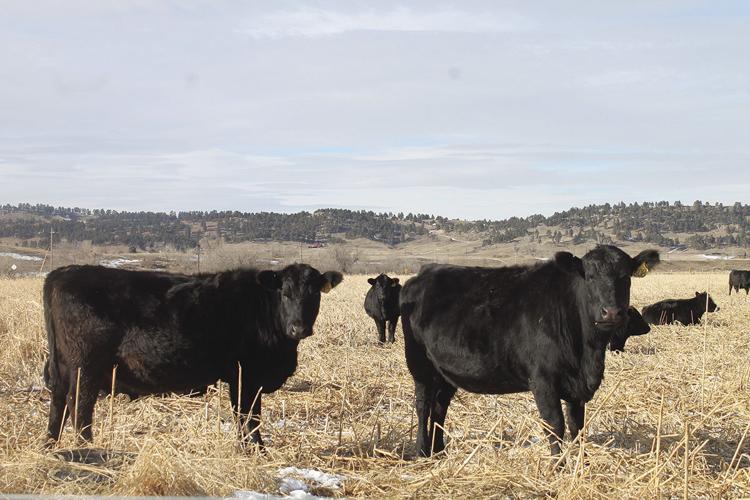 ‘Where’s the beef’ going? | Local News | bhpioneer.com
