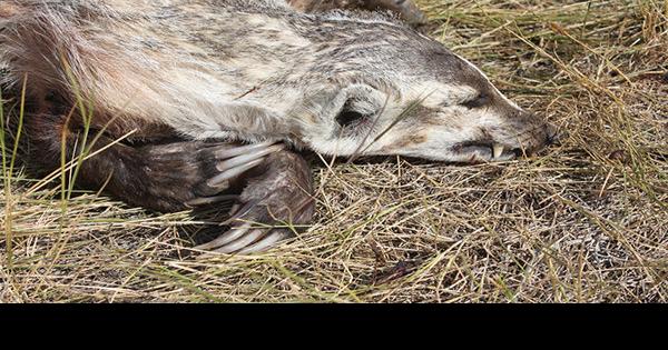 To kill a badger | Outdoors | bhpioneer.com