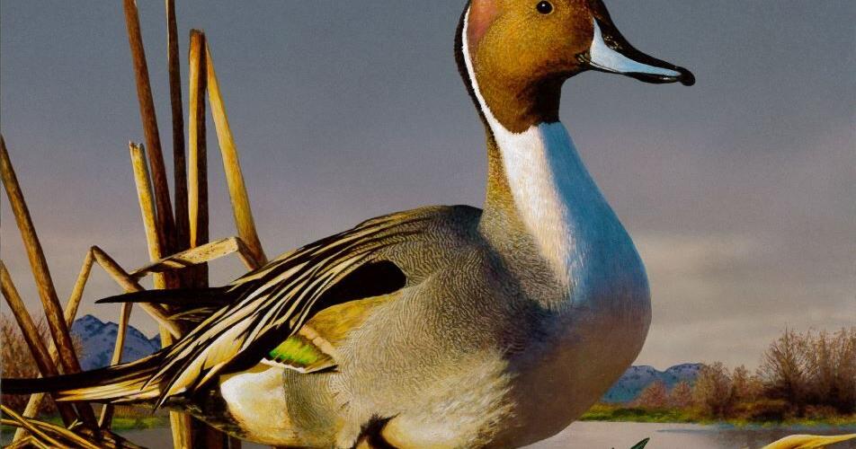 SD Junior Duck Stamp winners announced | Local News | bhpioneer.com