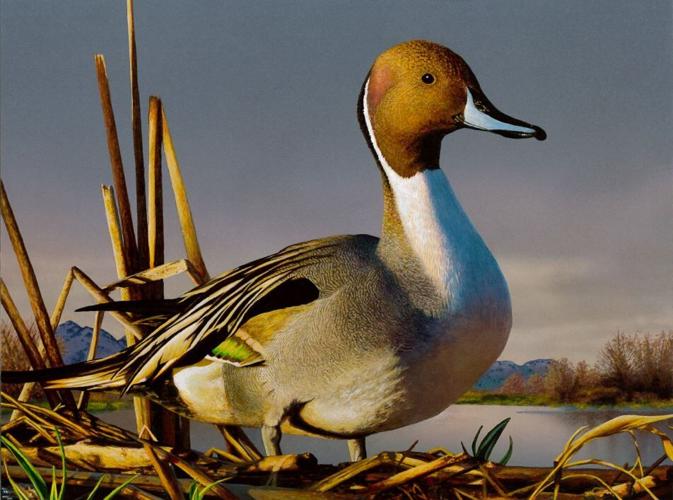 SD Junior Duck Stamp winners announced | Local News | bhpioneer.com