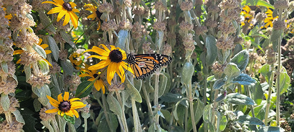Monarch butterflies are in trouble; Here’s how you can help | Local ...