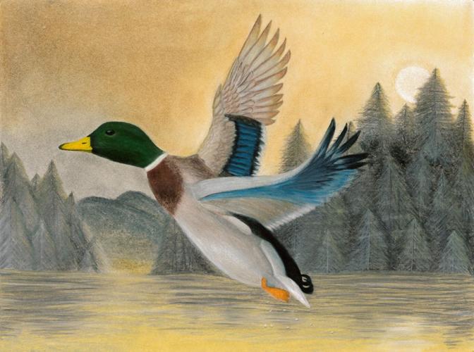 SD Junior Duck Stamp winners announced | Local News | bhpioneer.com
