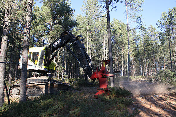 To tree, or not to tree | Local News | bhpioneer.com