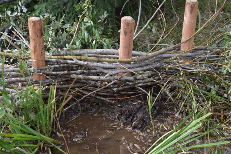 Forest Service works with volunteers to build beaver dams north of ...