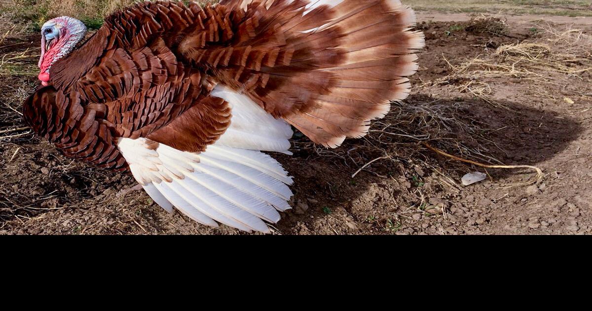 S.D. farmers raise ‘heritage turkeys’ to preserve ancient breeds ...