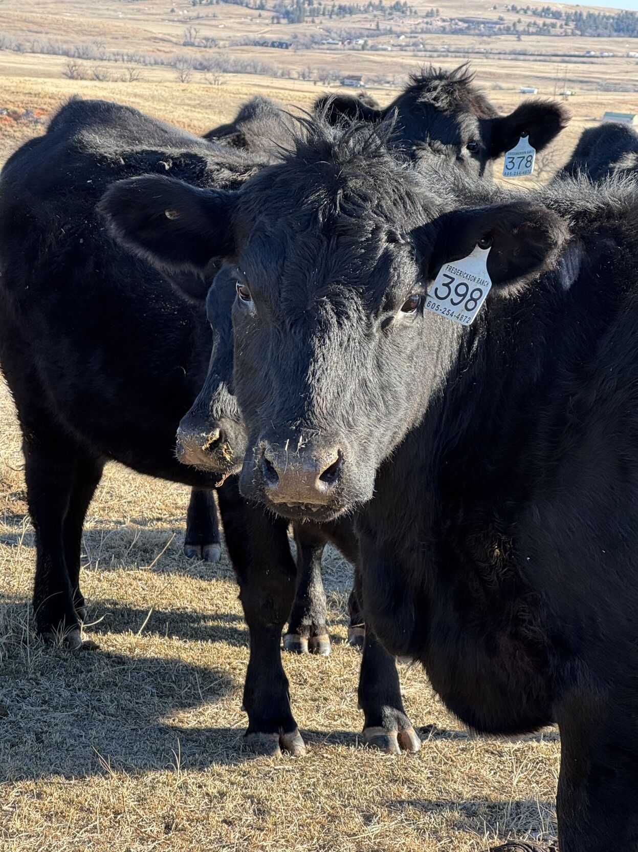 Meade, Lawrence counties on opposite sides of USDA electronic cattle ...