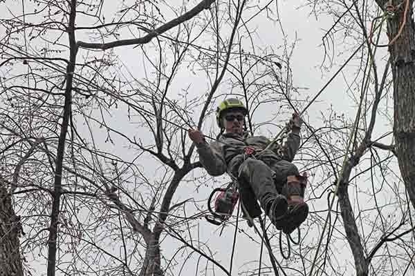 Those daring young men who climb trees | Local News | bhpioneer.com