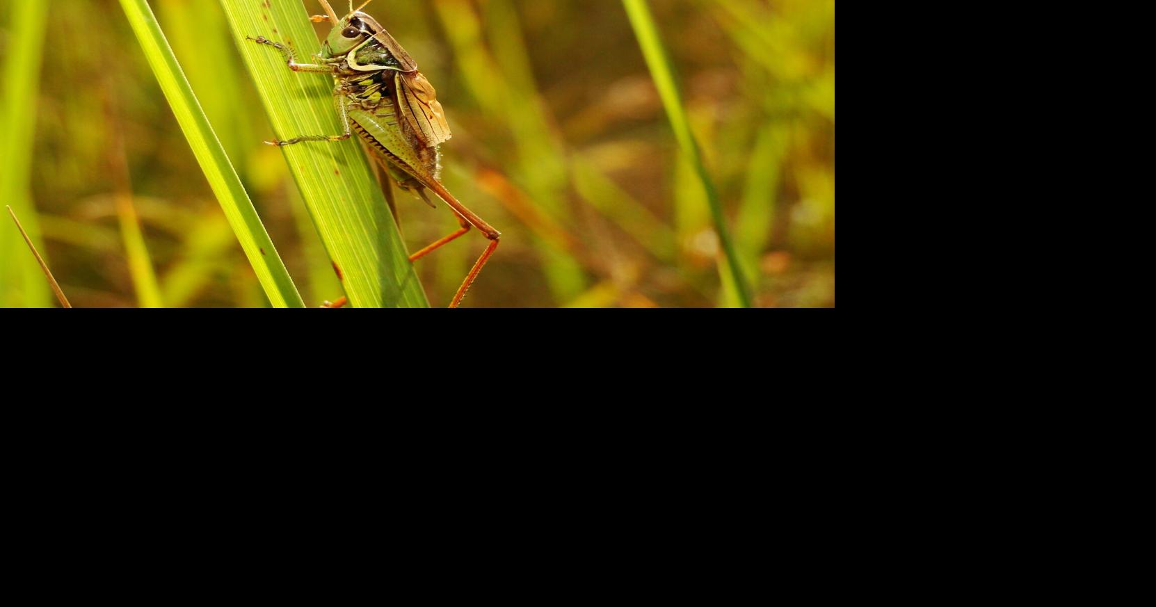 Meade County landowners start largest grasshopper spray in state ...
