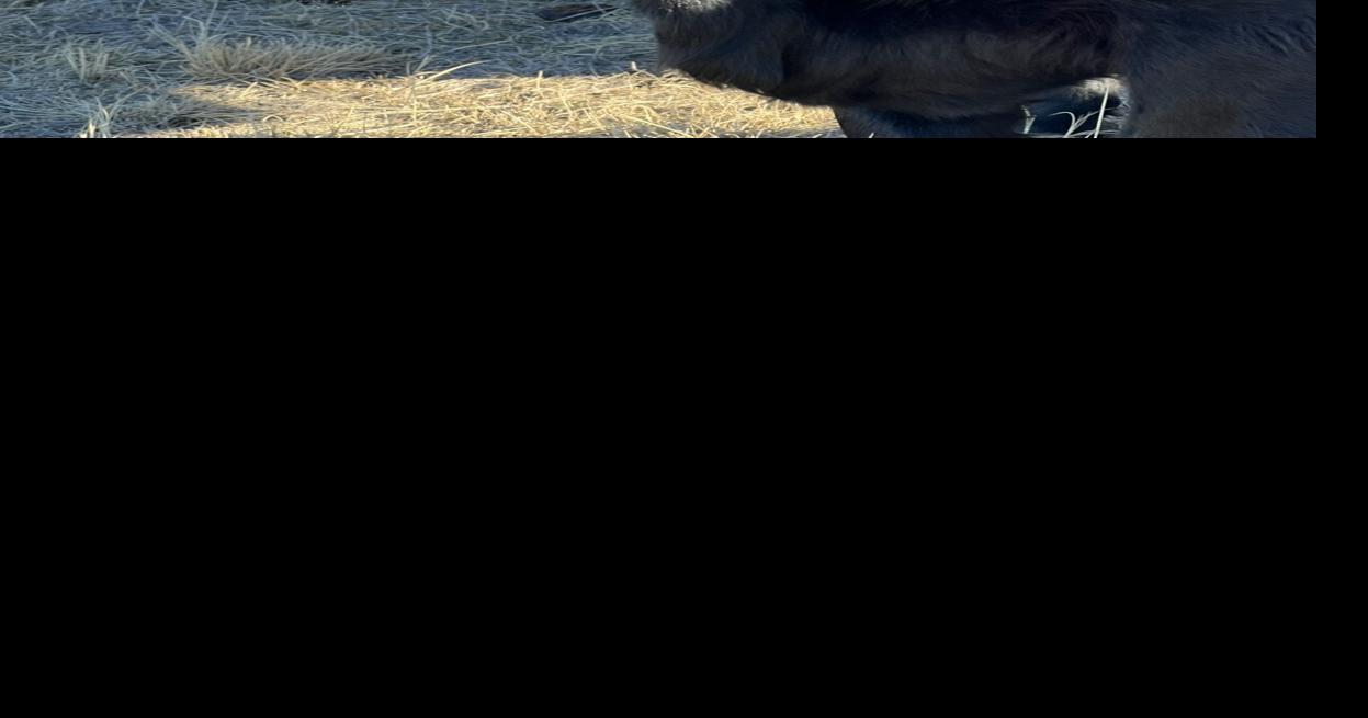 Meade, Lawrence counties on opposite sides of USDA electronic cattle ...