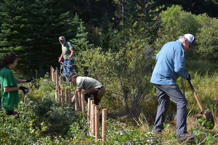 Forest Service works with volunteers to build beaver dams north of ...