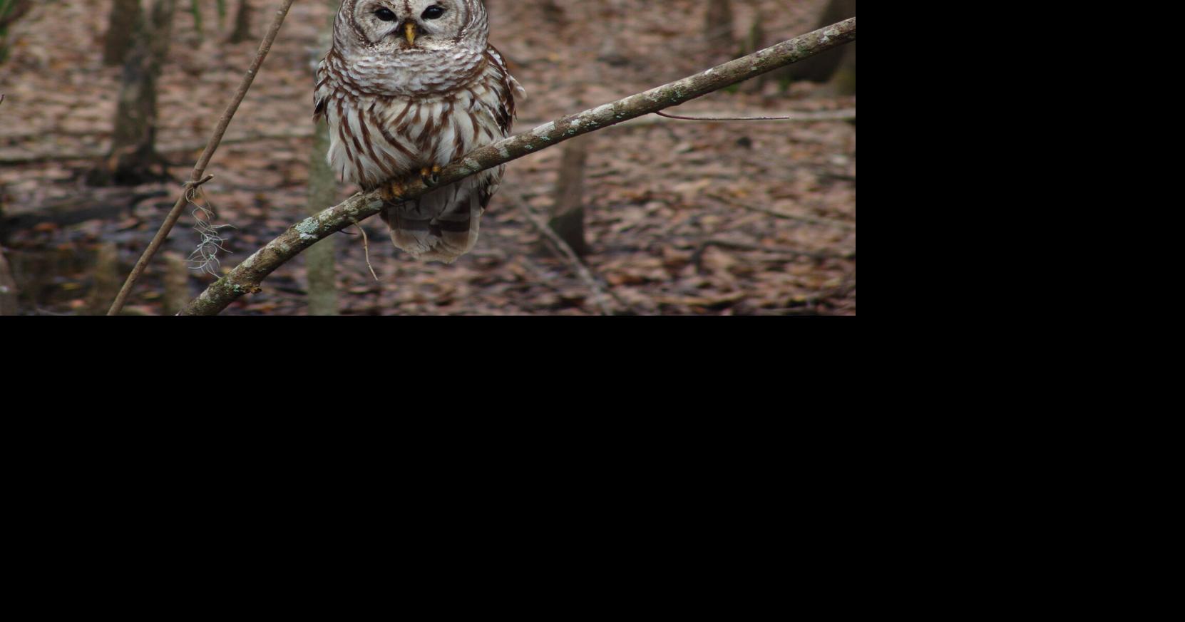 Killings of invasive owls to ramp up on US West Coast in a bid to save ...