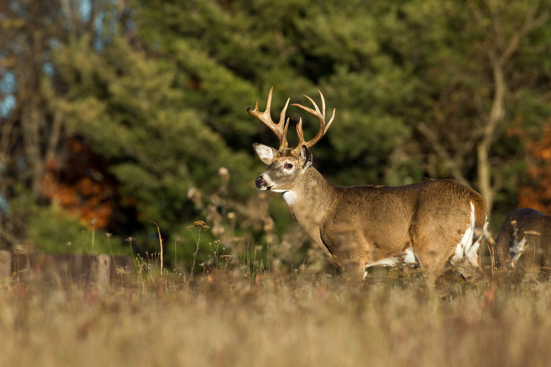 EHD causing some deer deaths but not as bad as previous years | Local ...