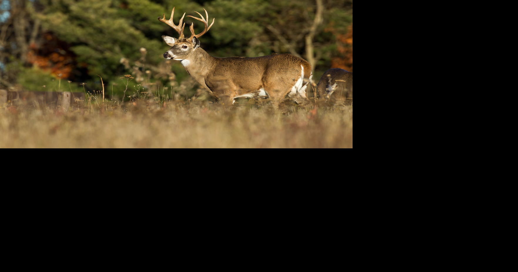 EHD causing some deer deaths but not as bad as previous years | Local ...