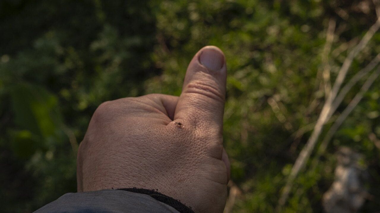 Warmer temps bring soaring tick populations. Here’s how to stay safe ...