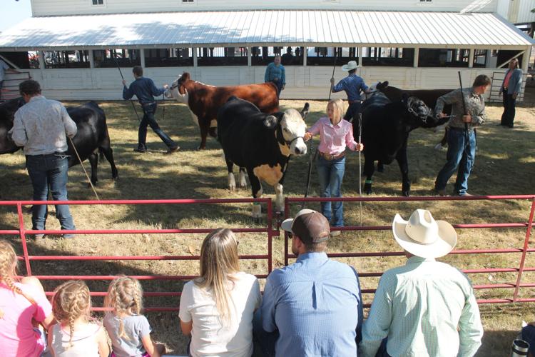 Beef, it’s what’s for judging: At the Butte/Lawrence County Fair Friday ...