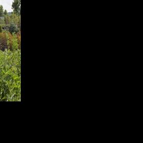 Beck’s Nursery celebrates 75 years in business | Local News | bhpioneer.com