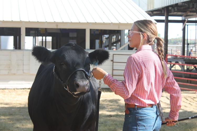Beef, it’s what’s for judging: At the Butte/Lawrence County Fair Friday ...