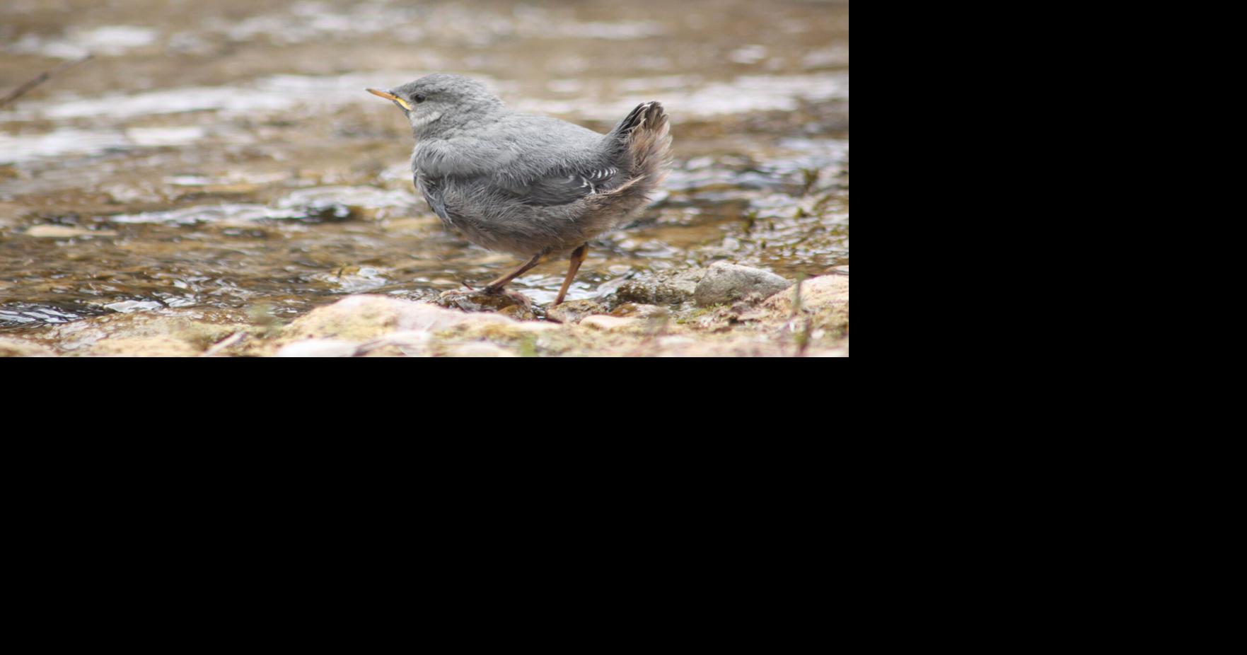 American dipper strikes again on the Elmore Road bridge | Local News ...