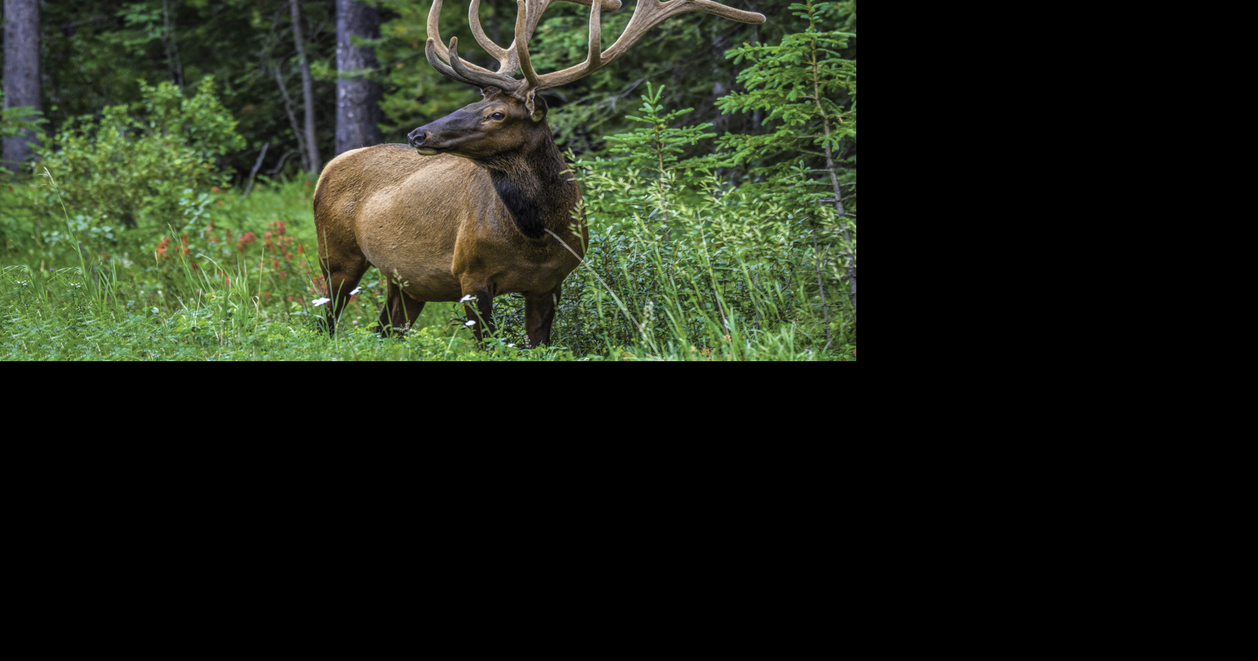 GF&P: No elk contingency licenses this year | Local News | bhpioneer.com