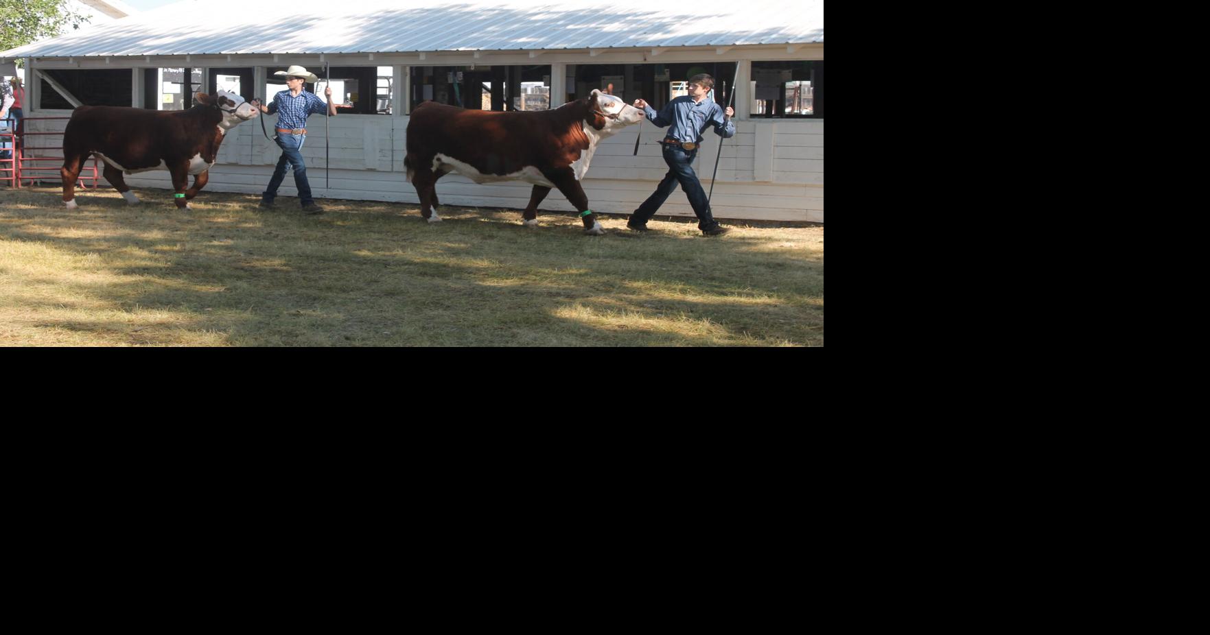 Beef, it’s what’s for judging: At the Butte/Lawrence County Fair Friday ...