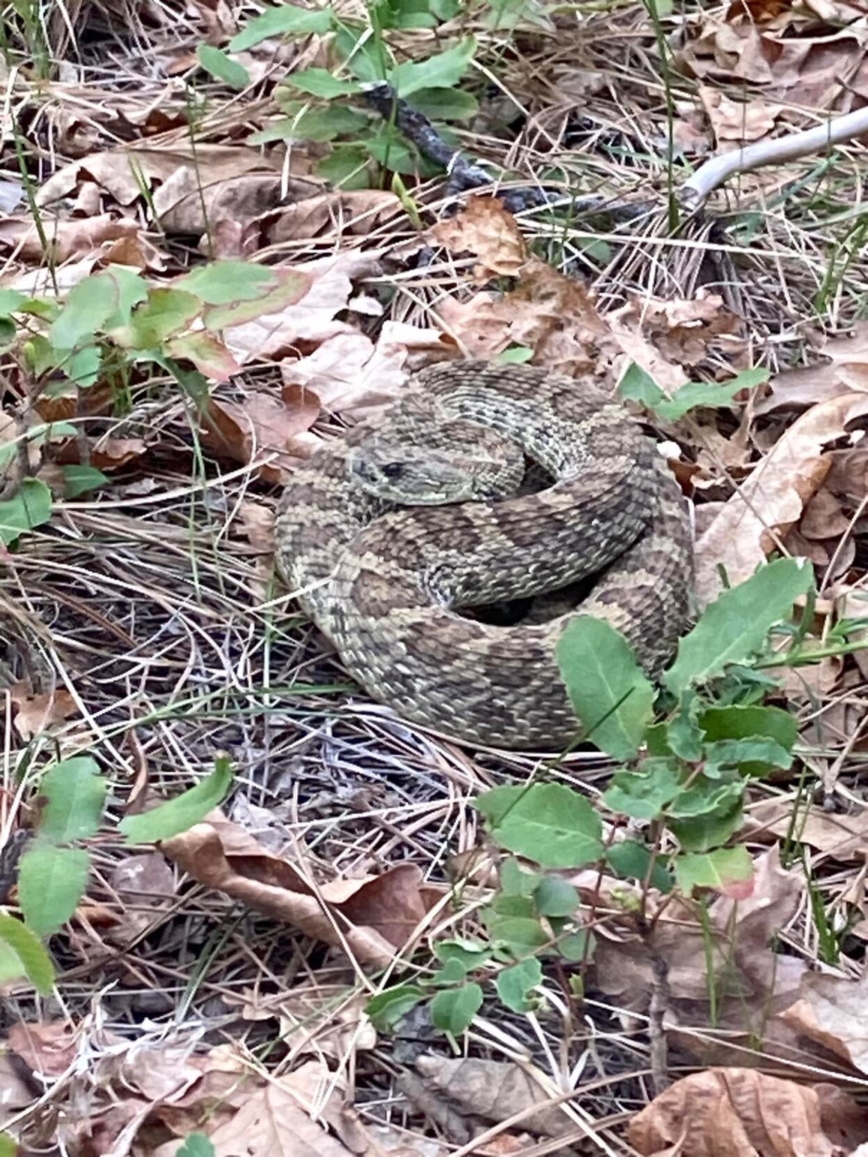 Rattlesnake season leads to close calls, some bites and need for ...