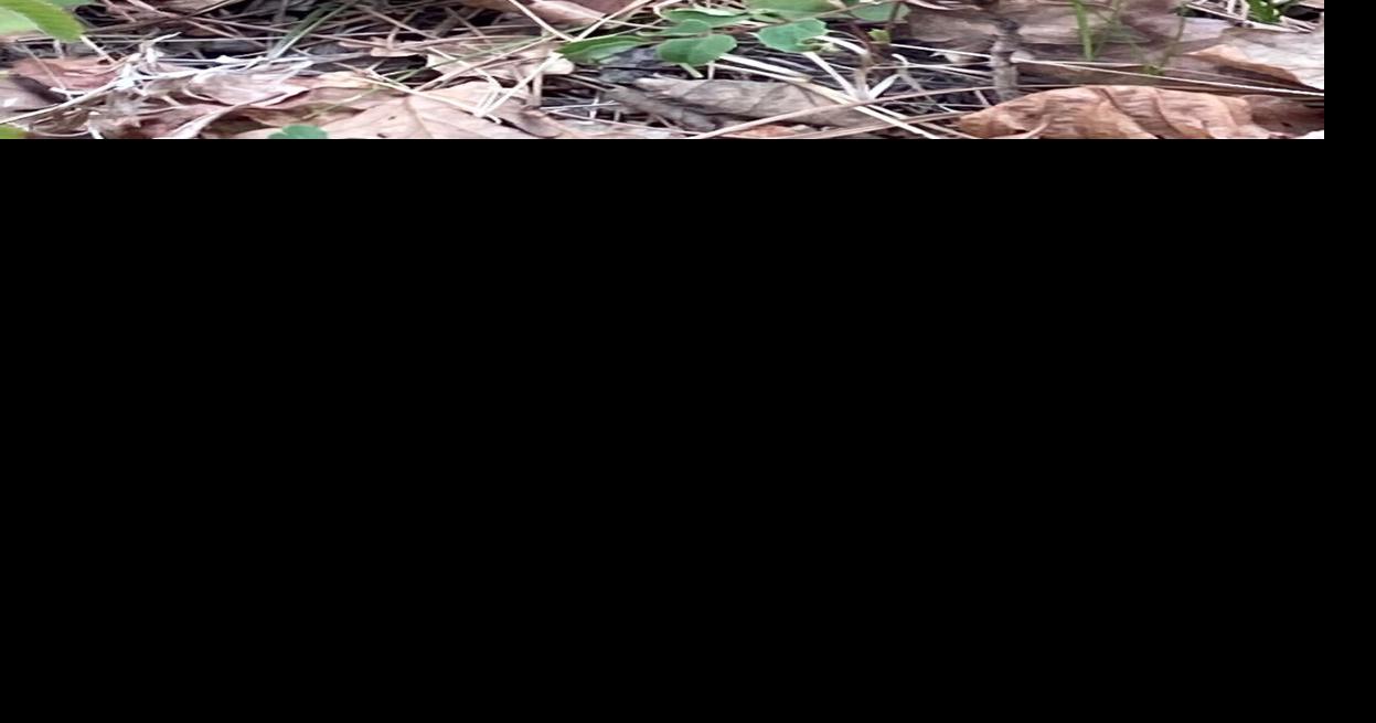 Rattlesnake season leads to close calls, some bites and need for ...