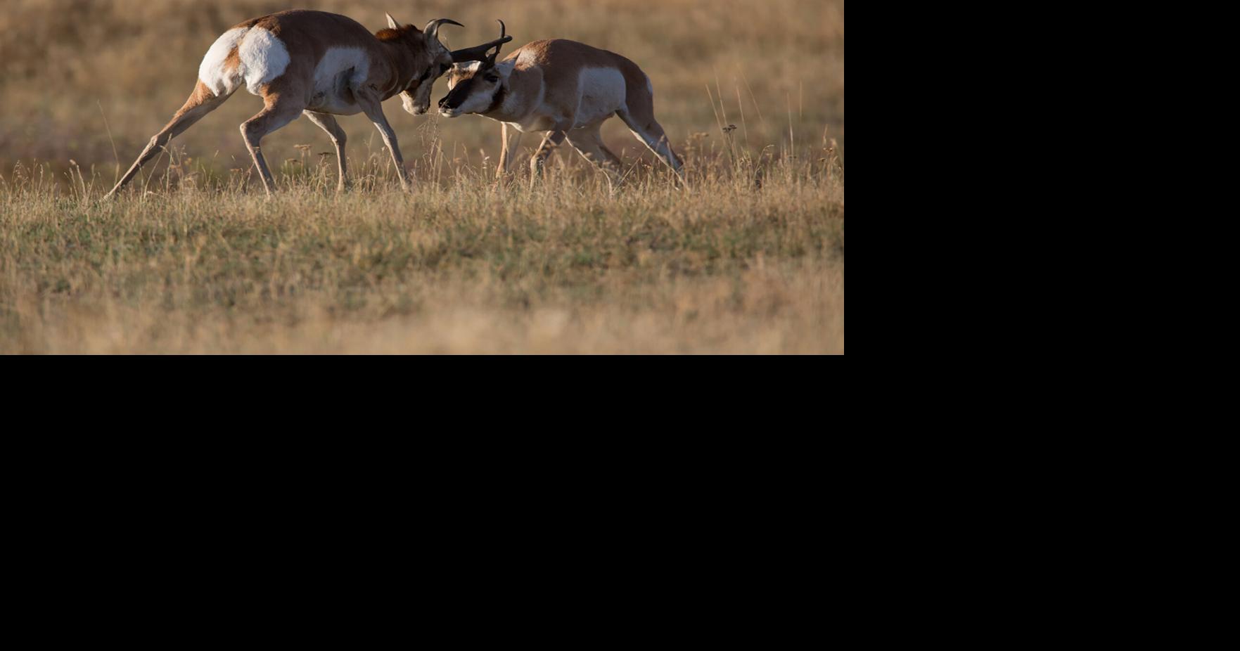 Wounded Warriors enjoy Belle Fourche antelope hunt | Local News ...