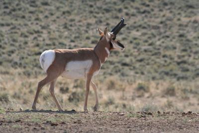 GF&P proposes change to spring turkey, antelope draw | Local News ...
