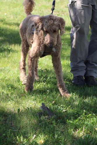 Shocking snake encounters offer canines lifetime protection from ...