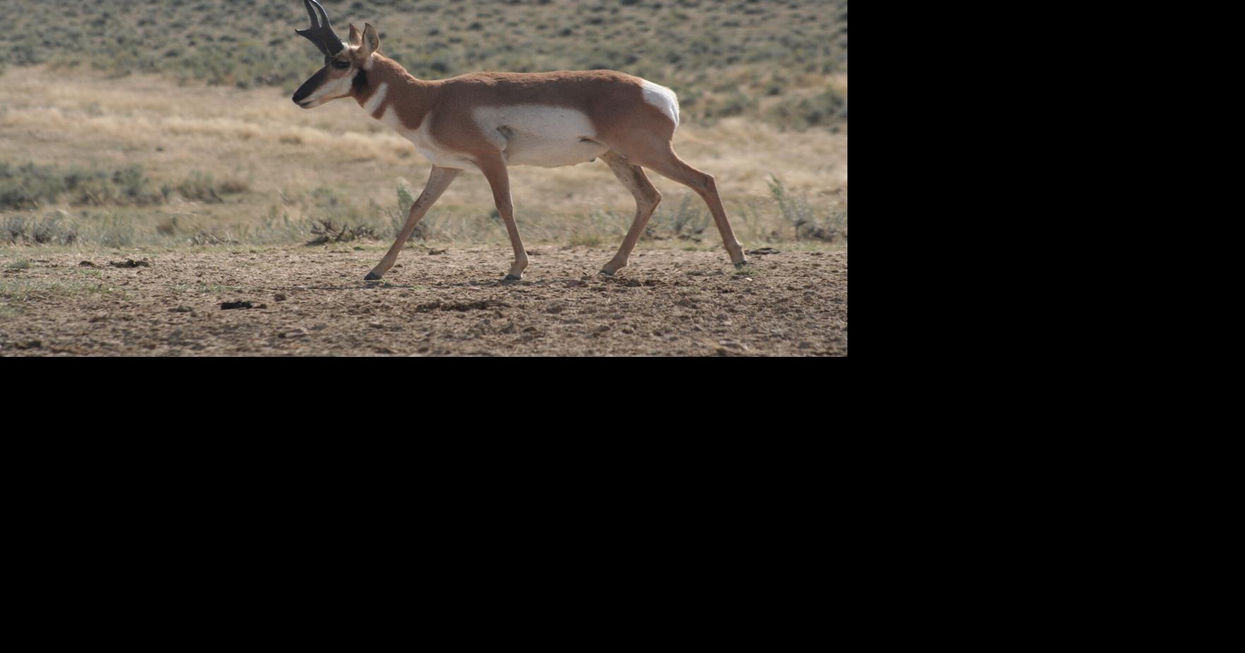 GF&P changes spring turkey, antelope rules | Local News | bhpioneer.com