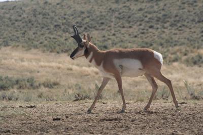 GF&P changes spring turkey, antelope rules | Local News | bhpioneer.com