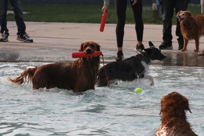 A dip for the dogs | Local News | bhpioneer.com
