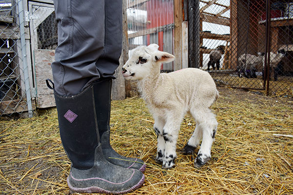Raising bum lambs a labor of love | Local News | bhpioneer.com