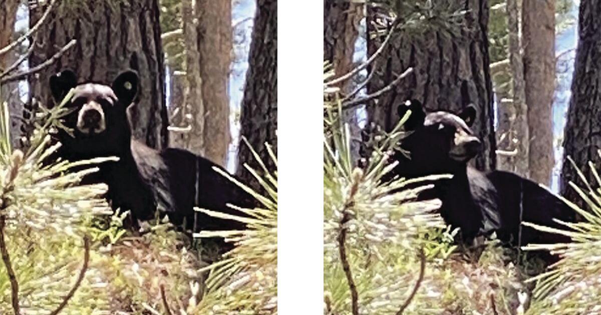 Where did the Custer bear come from? | Local News | bhpioneer.com